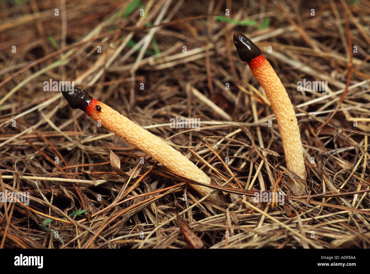 Dog Stinkhorn Mutinus caninus Stock Photo - Alamy