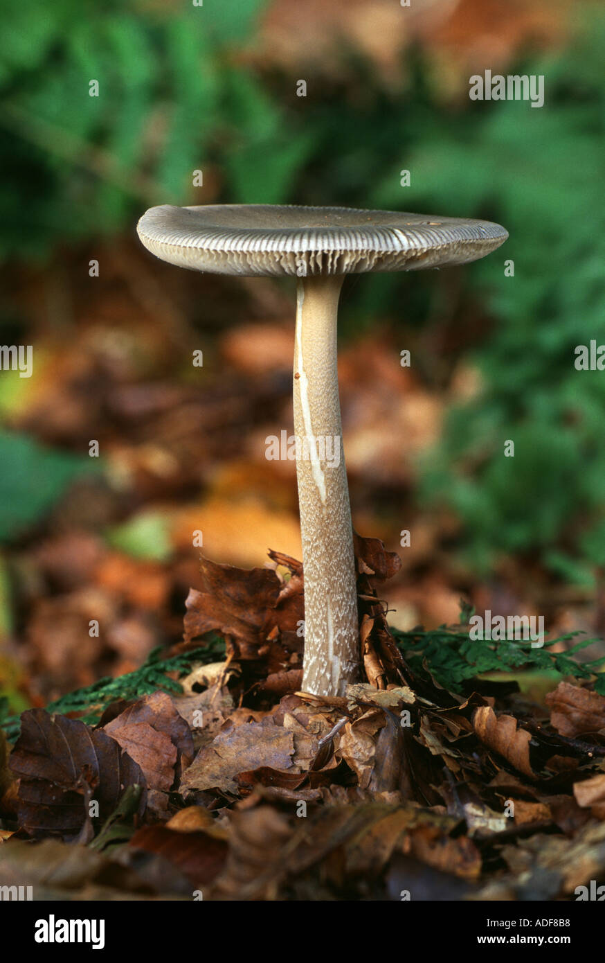 Grisette Amanita vaginata Stock Photo - Alamy