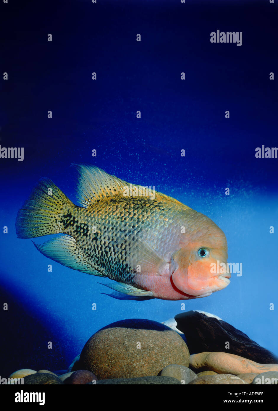 perch CICHLASOMA SYNSPILUM cichliden cichlidae Stock Photo - Alamy