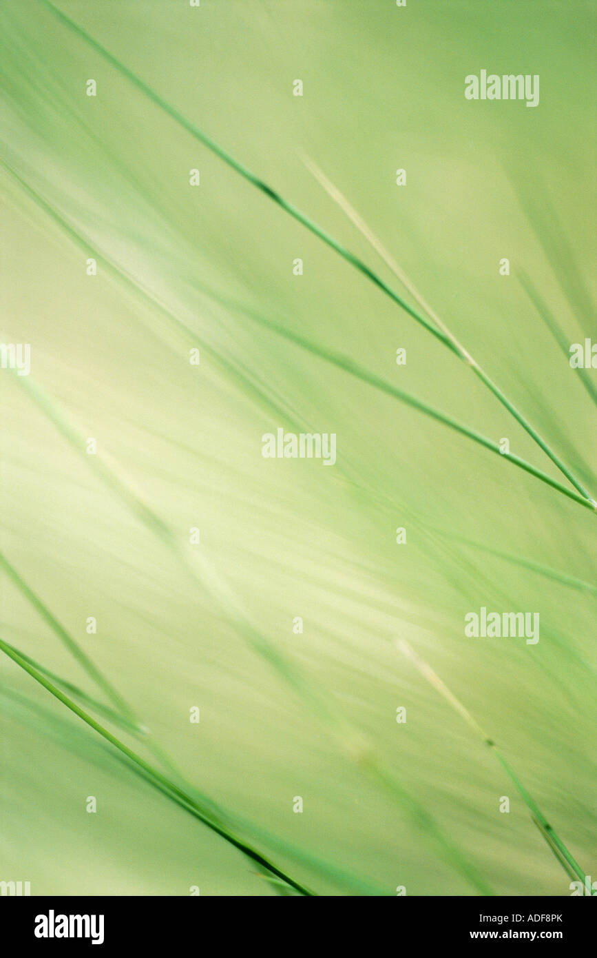 Wispy stems, green background Stock Photo - Alamy