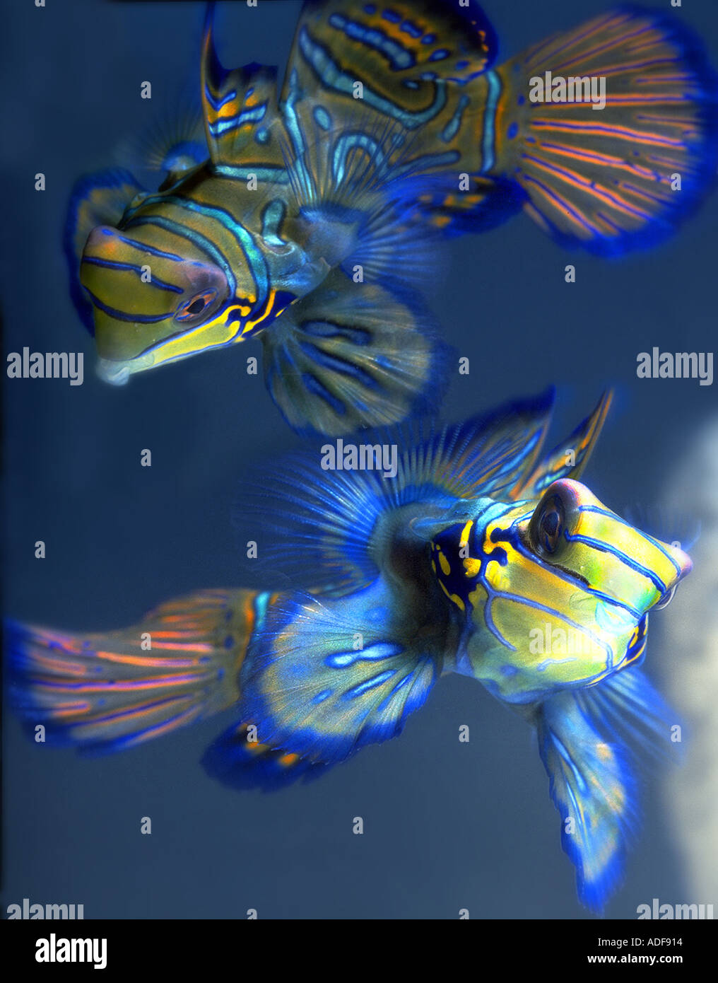 Mandarin fish fishes mandarinfish SYNCHIROPUS SPLENDIDUS Callionymidae ...