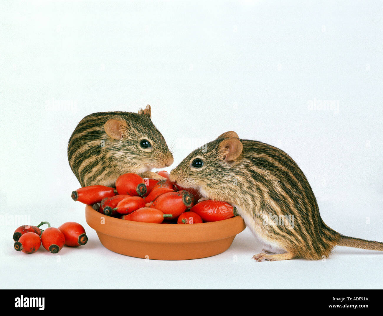 Two harvest mice hi-res stock photography and images - Alamy