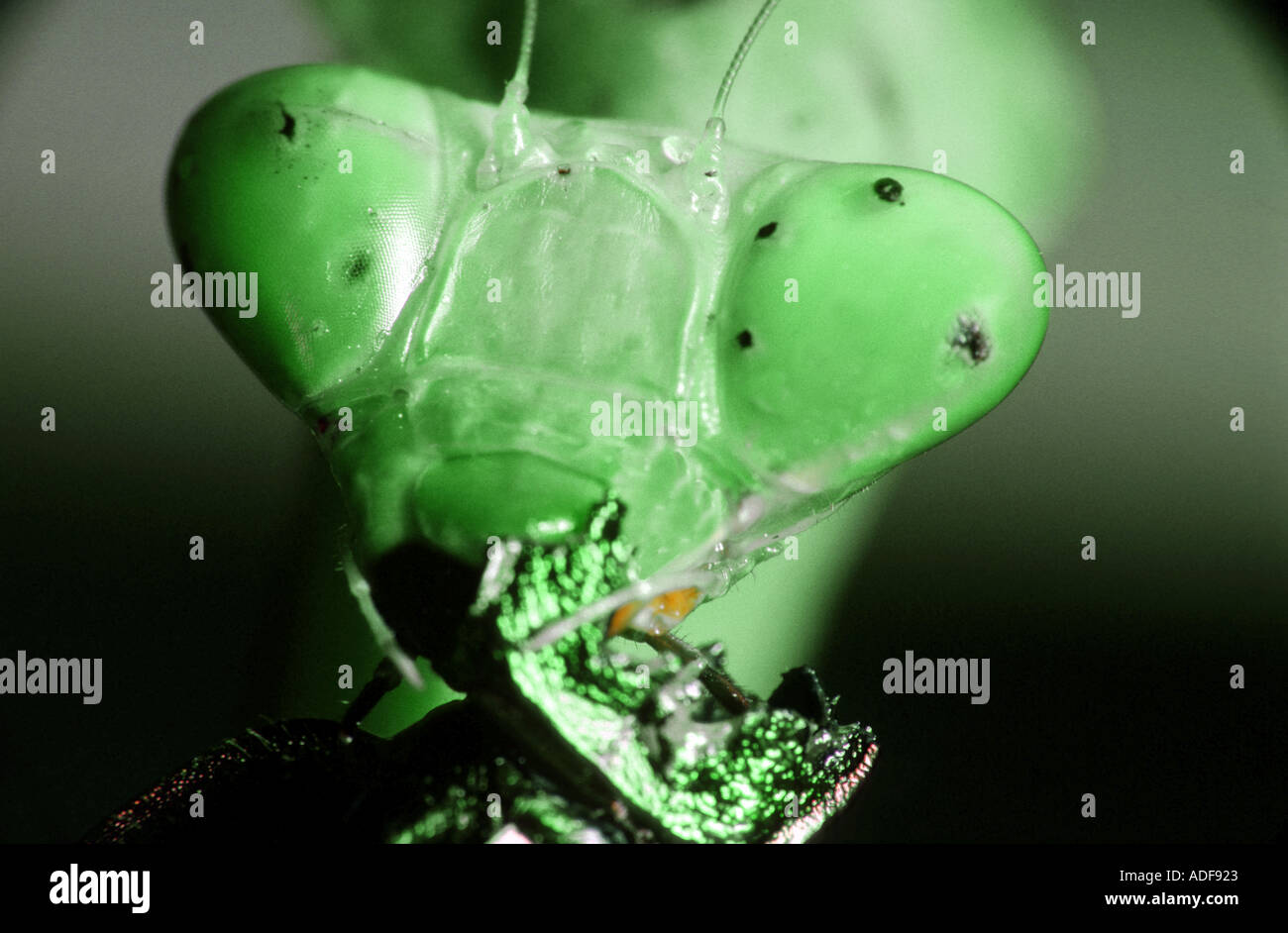 Praying mantis Mantis religiosa eats a part of a bug Stock Photo - Alamy