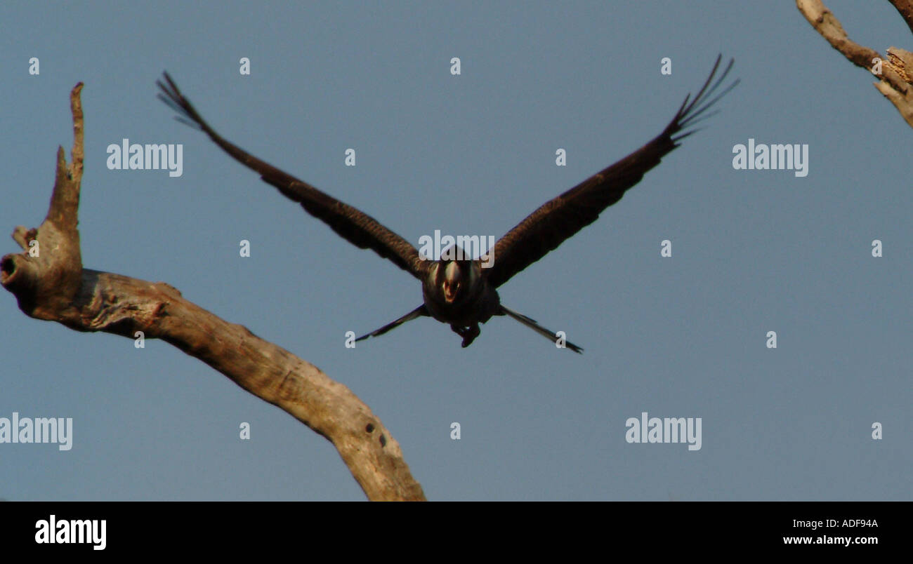 white tailed black cockatoo Margaret River Western Australia Stock ...