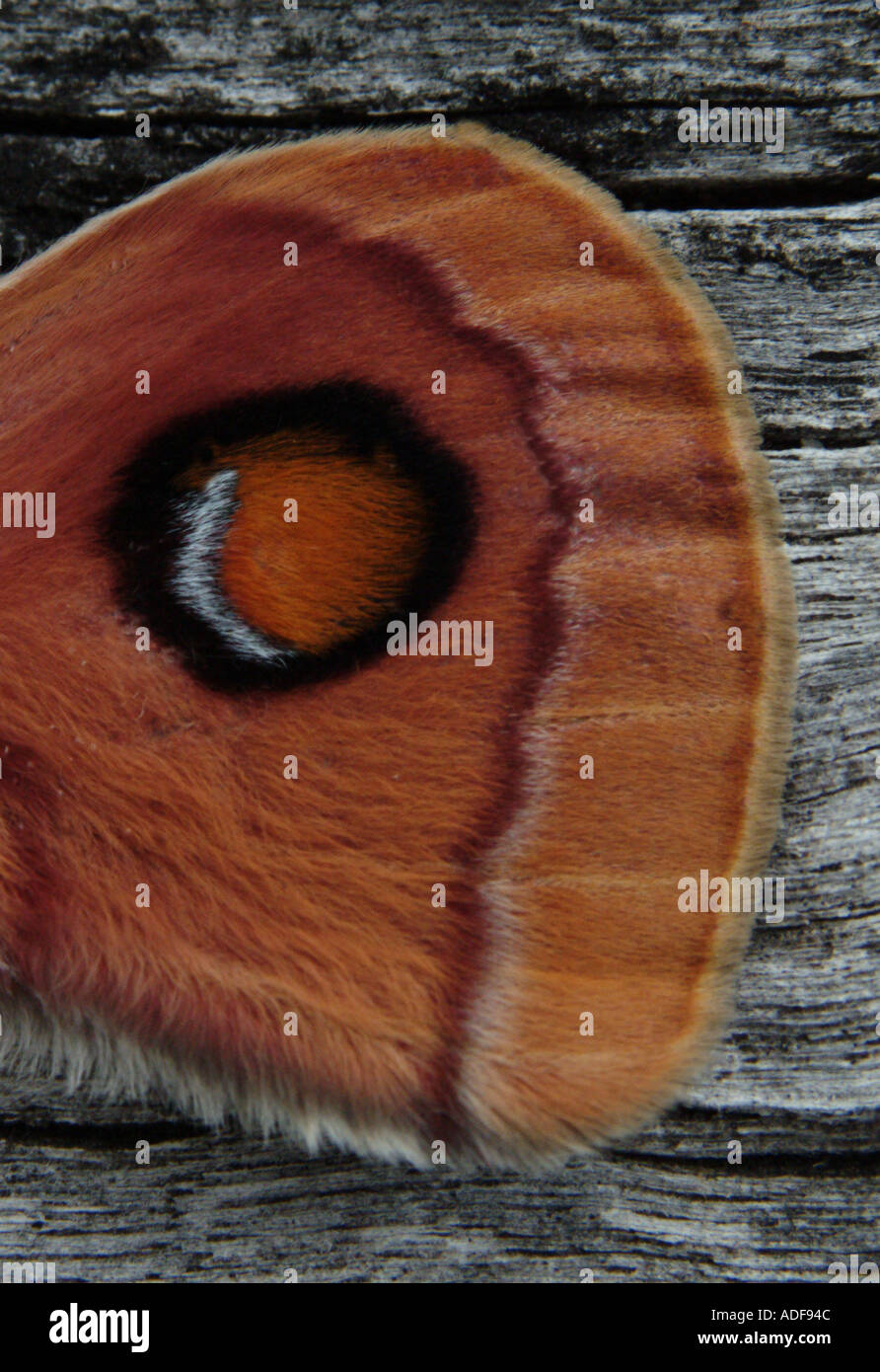 large moth wing Margaret River Western Australia Stock Photo - Alamy