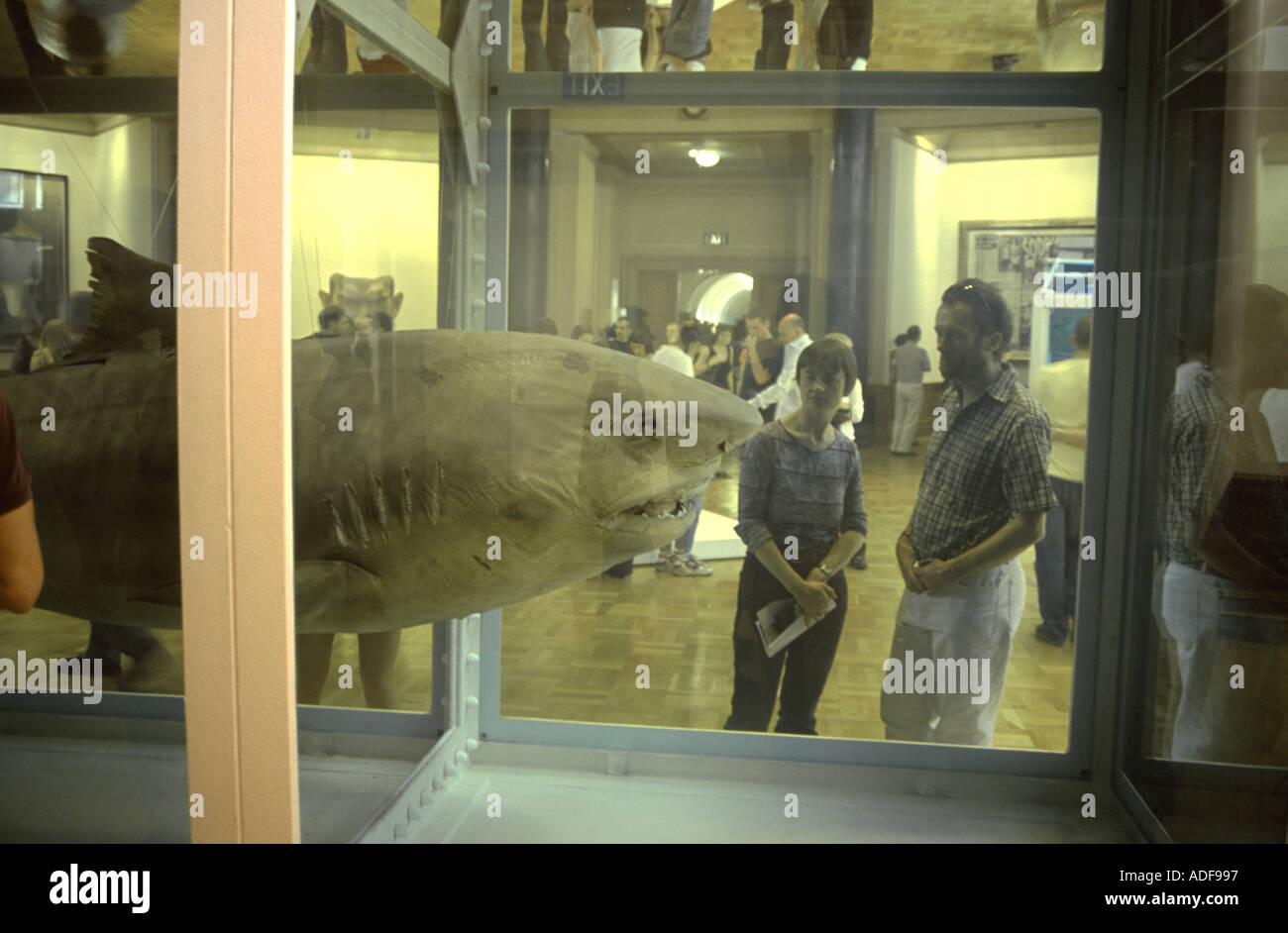 Pickled Shark artwork by Damien Hirst at the Saatchi gallery in London ...