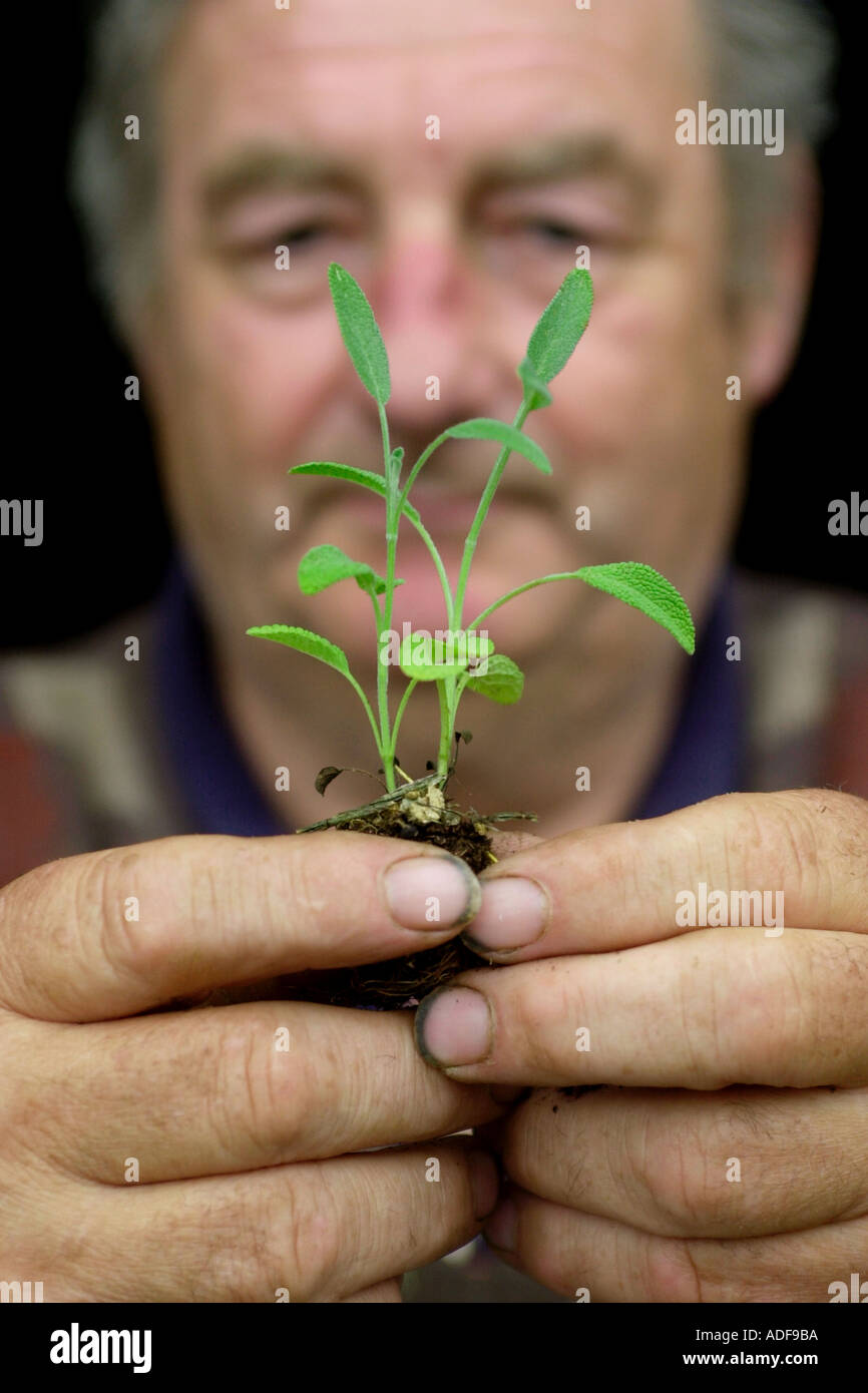 Sage being grown by a cooperative of farmers to replace sheep ...