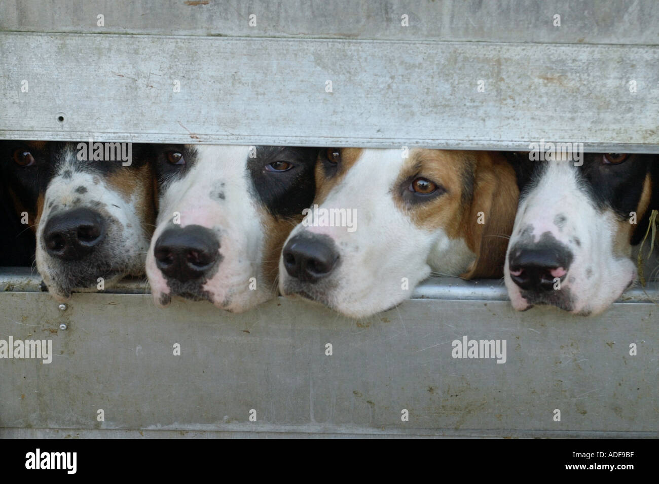 Fox hounds in transit to hunt Builth Wells Powys Mid Wales UK Stock ...