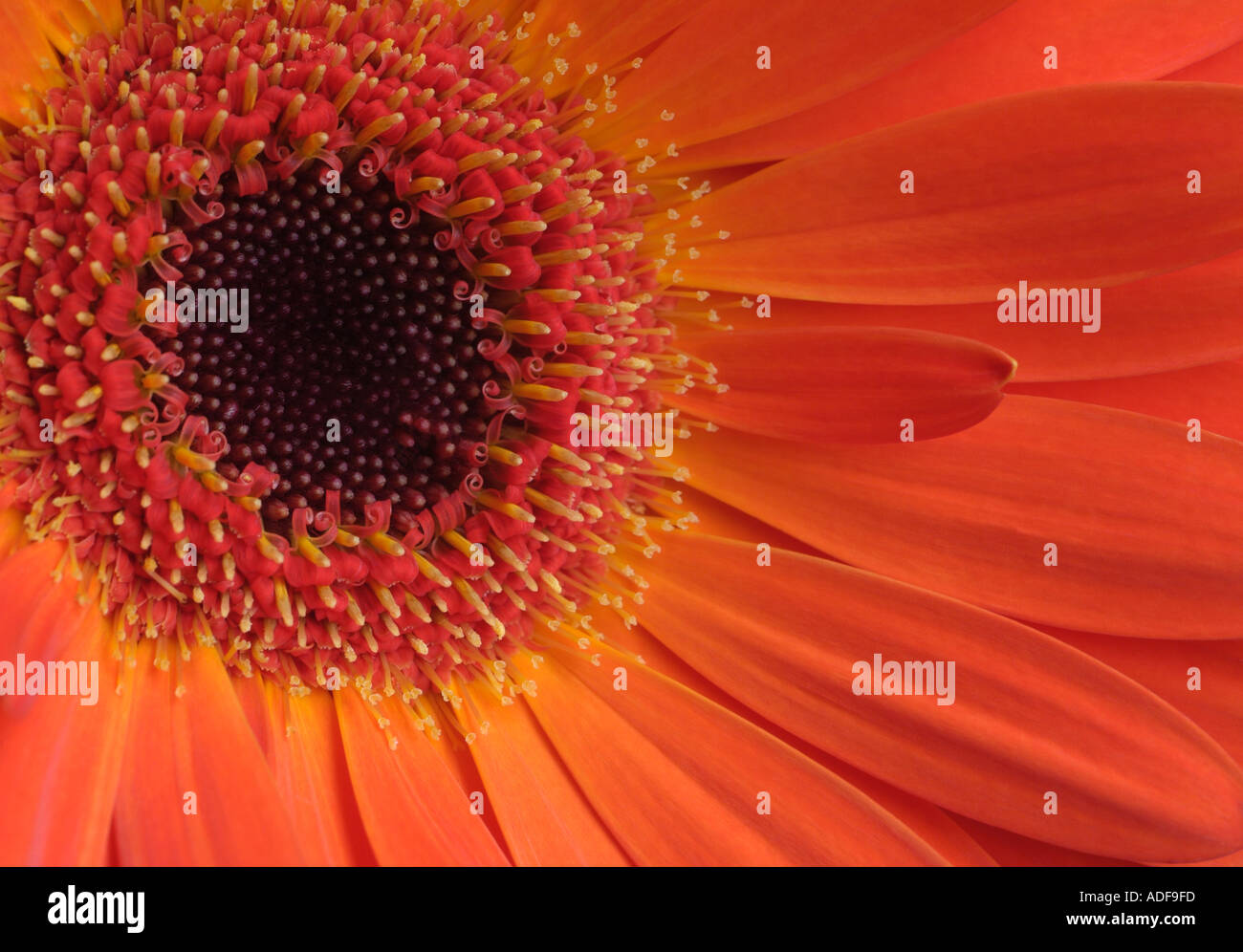 Orange Gerber Daisy Stock Photo - Alamy