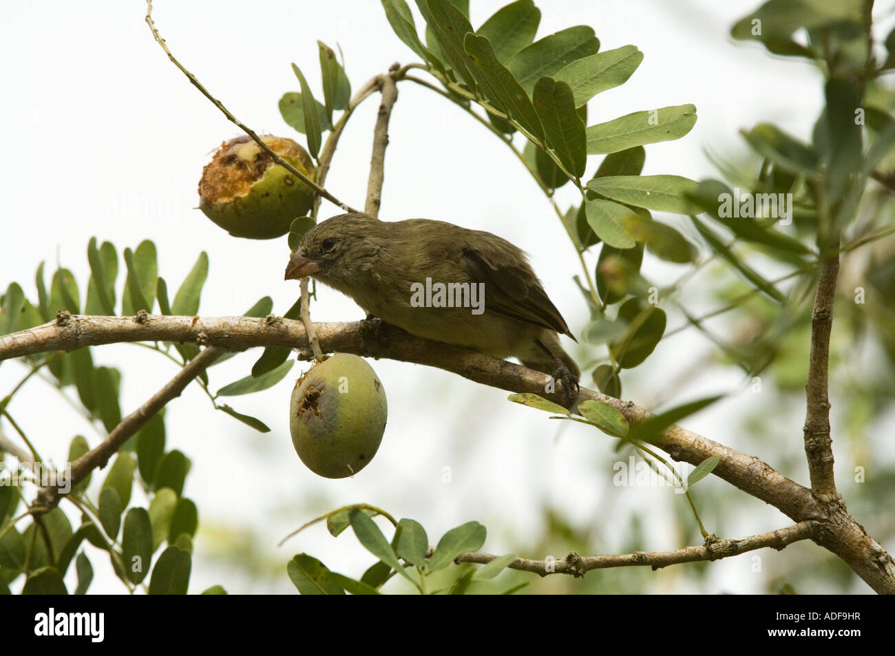Large tree finch (Camarhynchus psittacula) feeding on Geoffroea spinosa ...