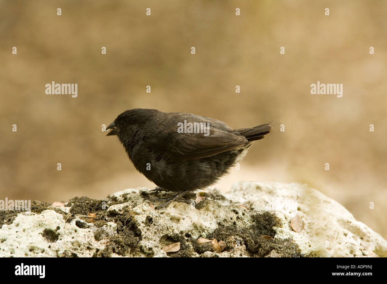 Espanola ground finches hi-res stock photography and images - Alamy