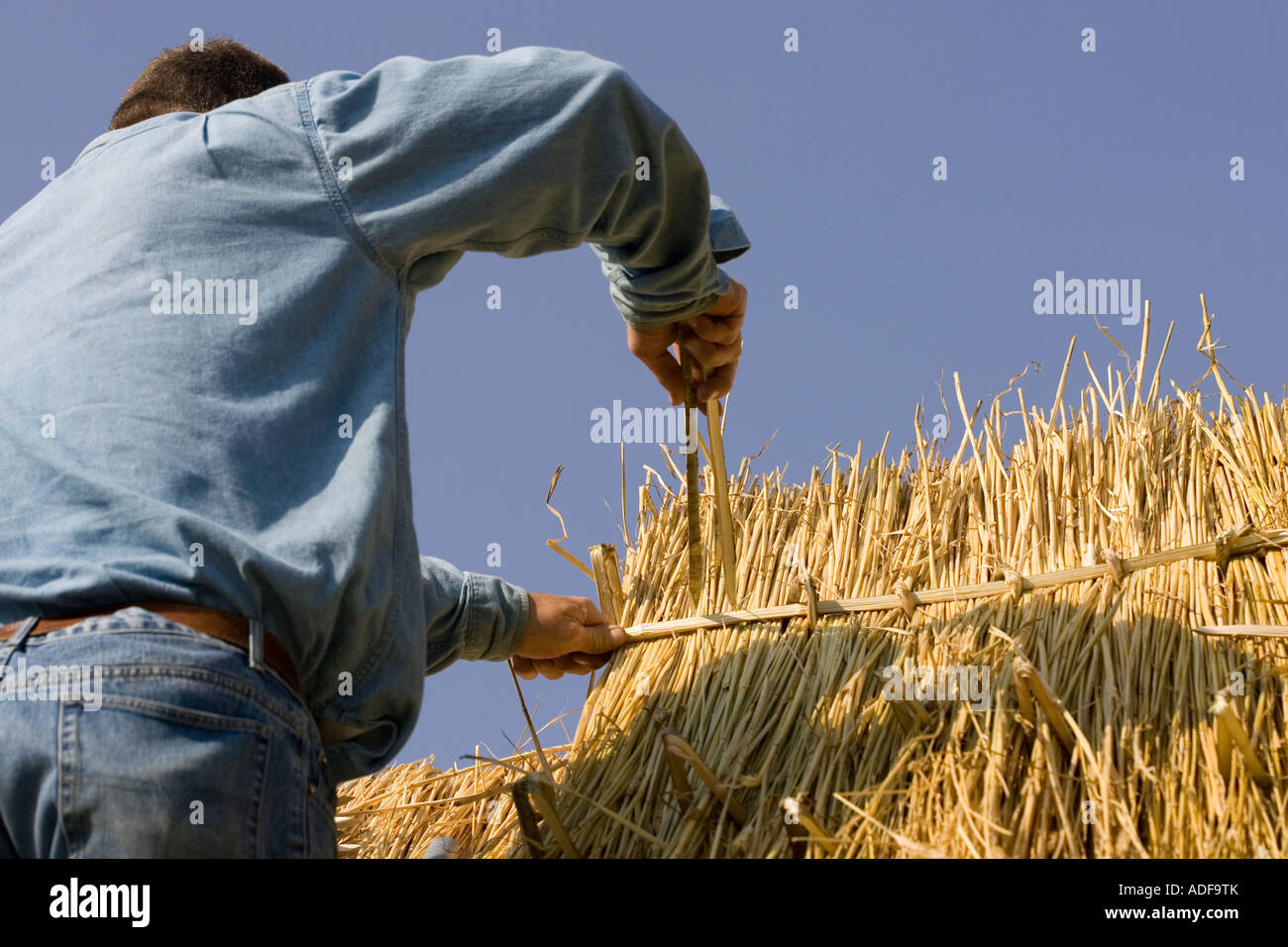 Thatcher inserting spars to new straw thatch on roof ridge England UK ...