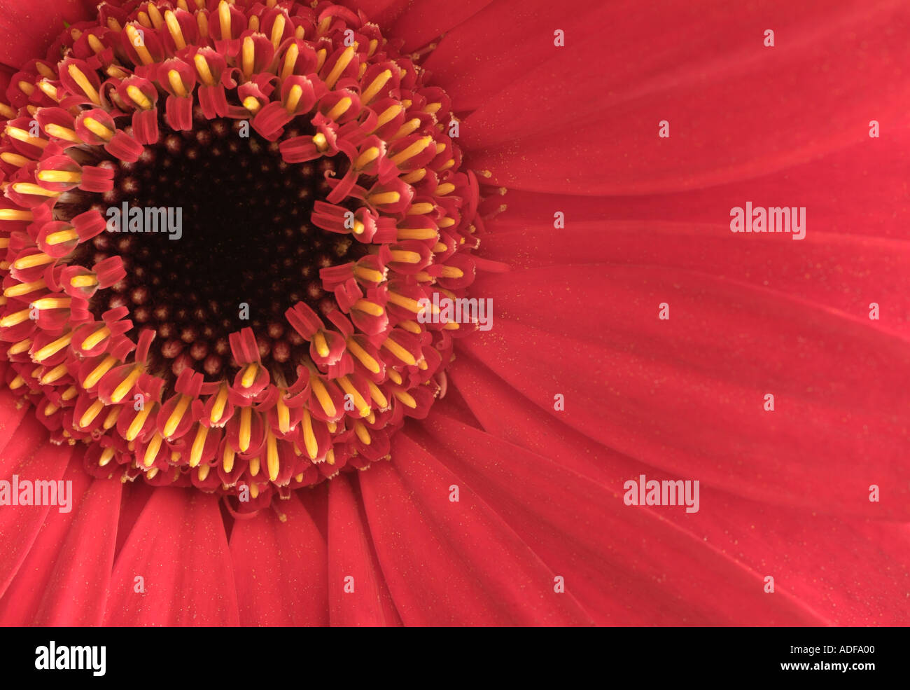 Red Gerber Daisy Stock Photo - Alamy