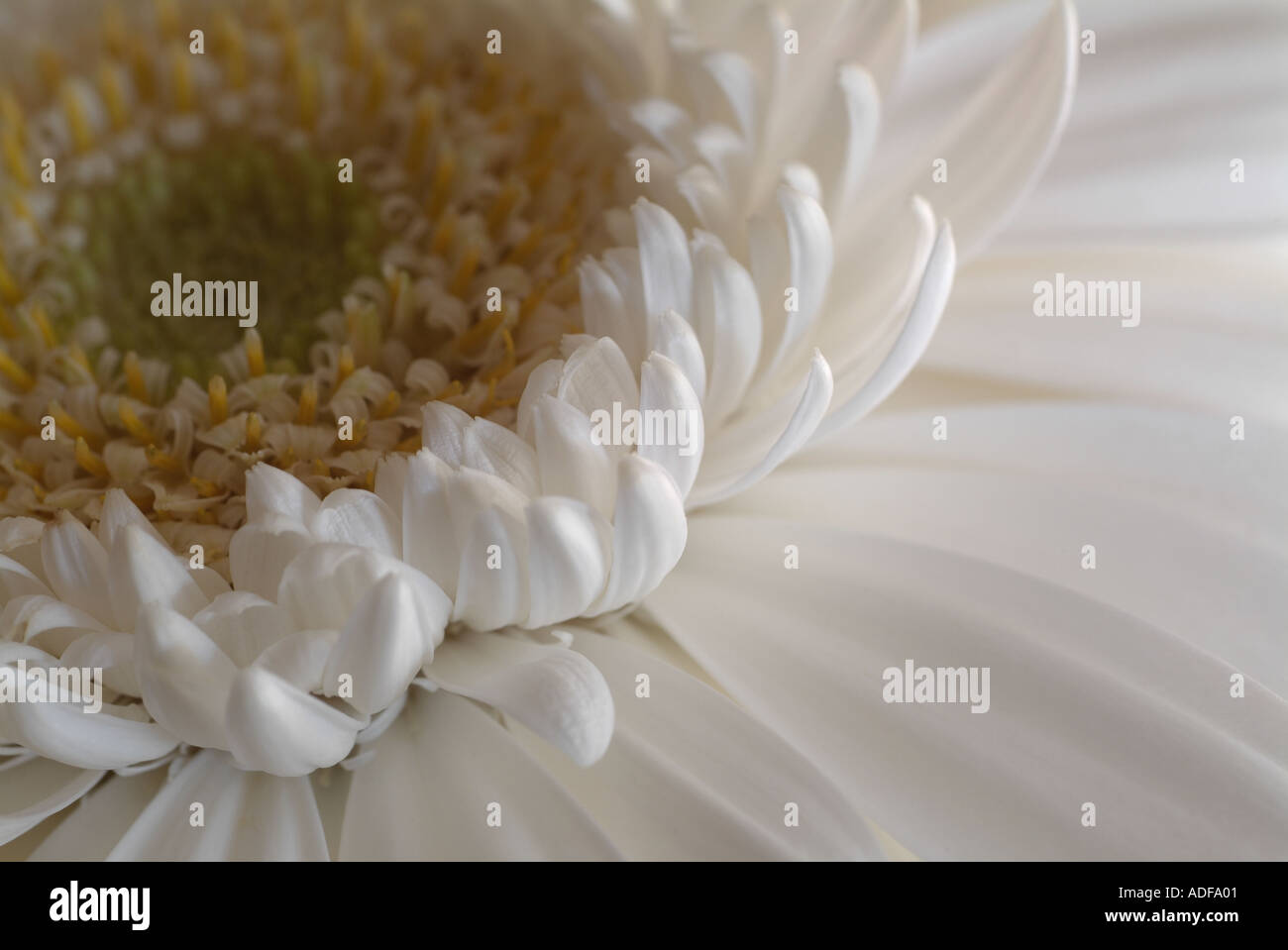 White Gerber Daisy Stock Photo - Alamy