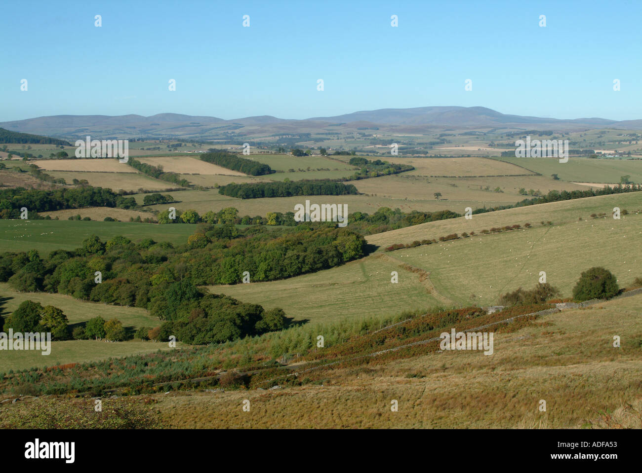 View Towards Cheviot Hills of Northumbrain Countryside from Between ...