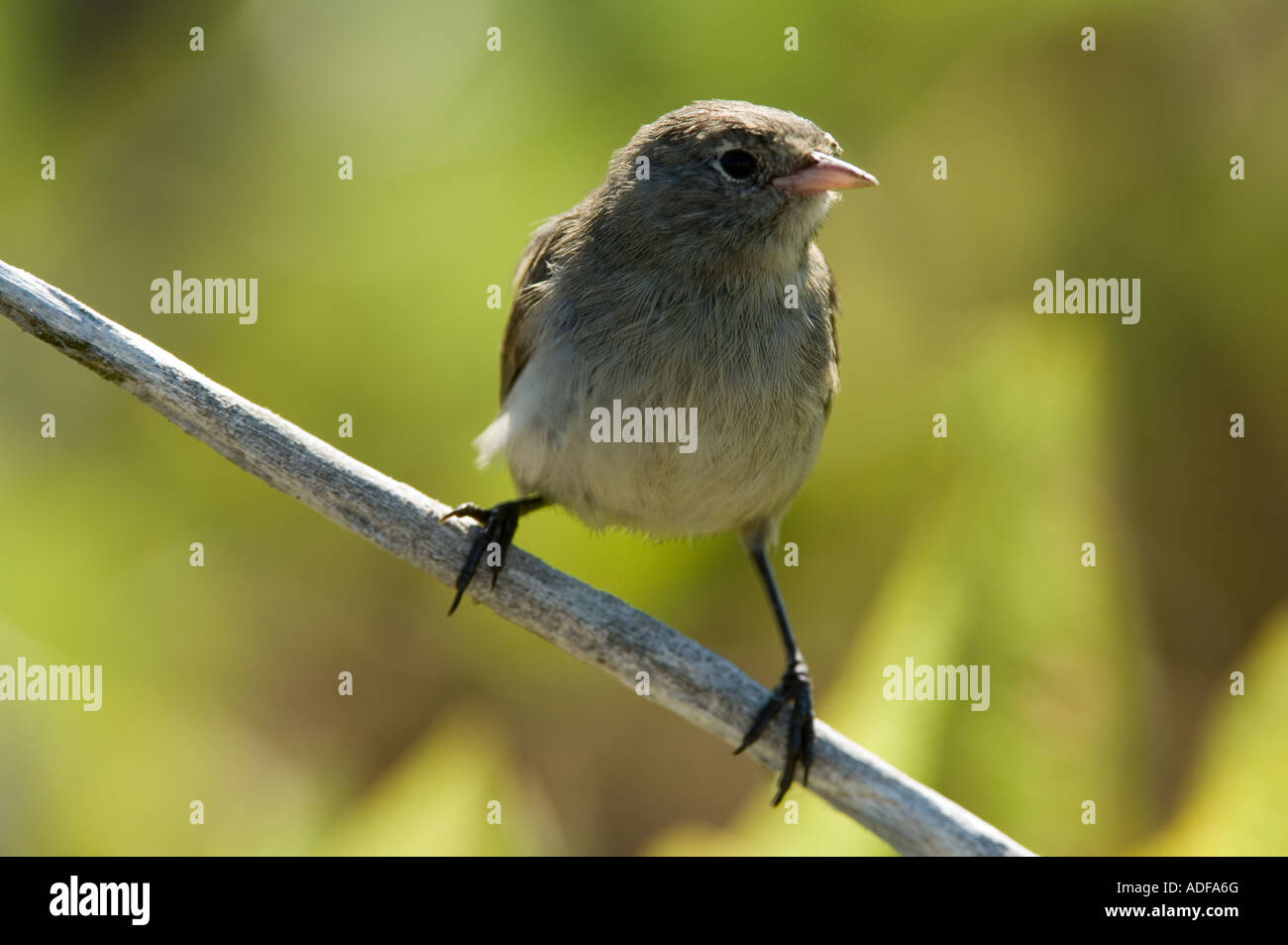 Certhidea fusca galapagos finches hi-res stock photography and images ...