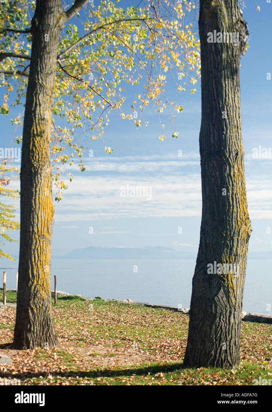 Switzerland, trees overlooking lake Stock Photo - Alamy