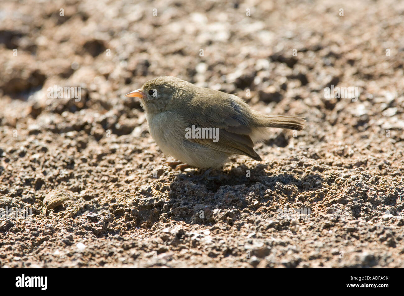 Warbler Finch (Certhidea fusca) Perched on ground Darwin Bay Genovesa ...