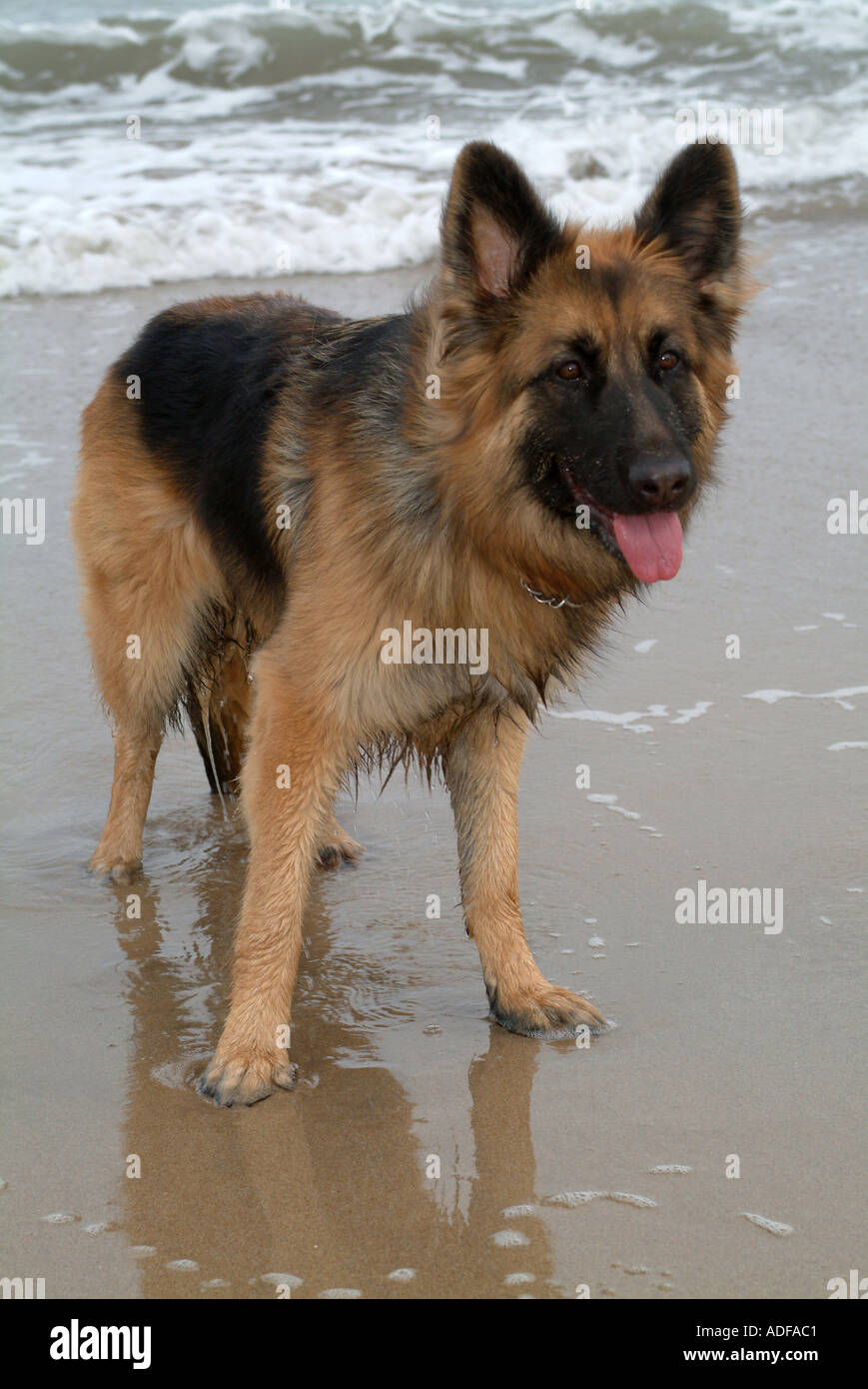 Bow the German Shepherd Dog Posing on the Beach at Embleton ...