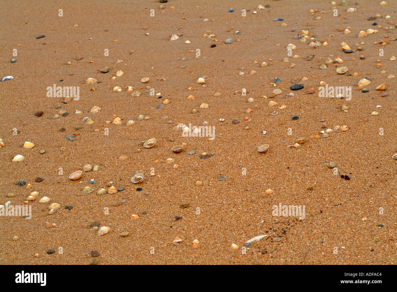 Empty oyster shells on the beach hi-res stock photography and images ...