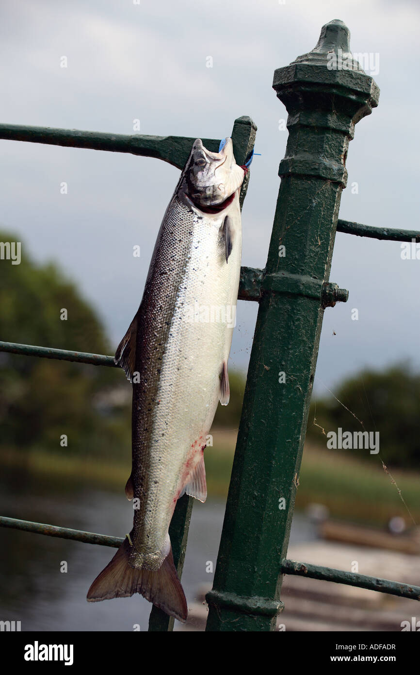 europe west coast of ireland a freshly caught salmon Stock Photo - Alamy