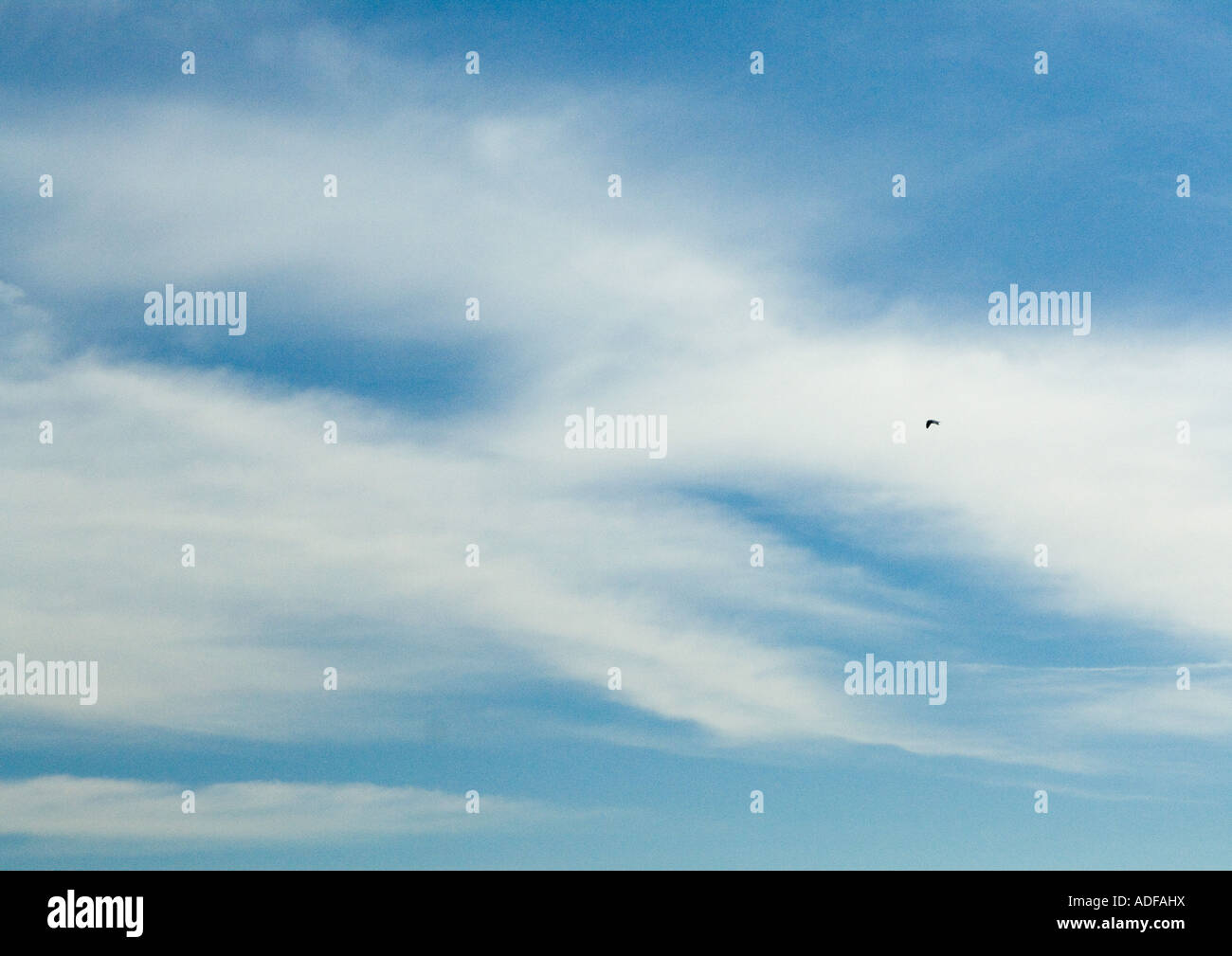 Bird flying through sky Stock Photo - Alamy
