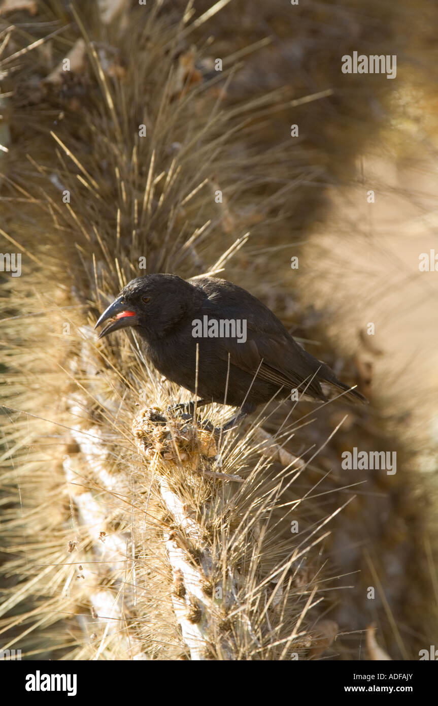 Common Cactus-finch (Geospiza scandens) adult male feeding on opuntia ...