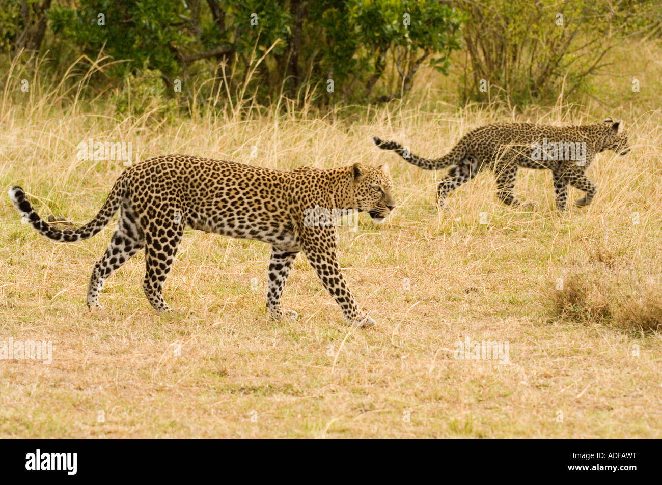 Leopard (Panthera pardus Stock Photo - Alamy