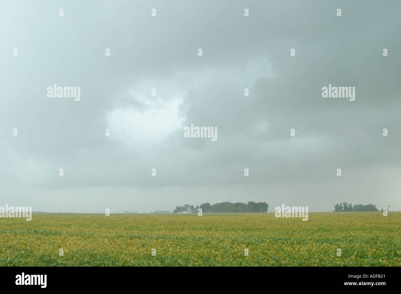 Soybean crop field house hi-res stock photography and images - Alamy