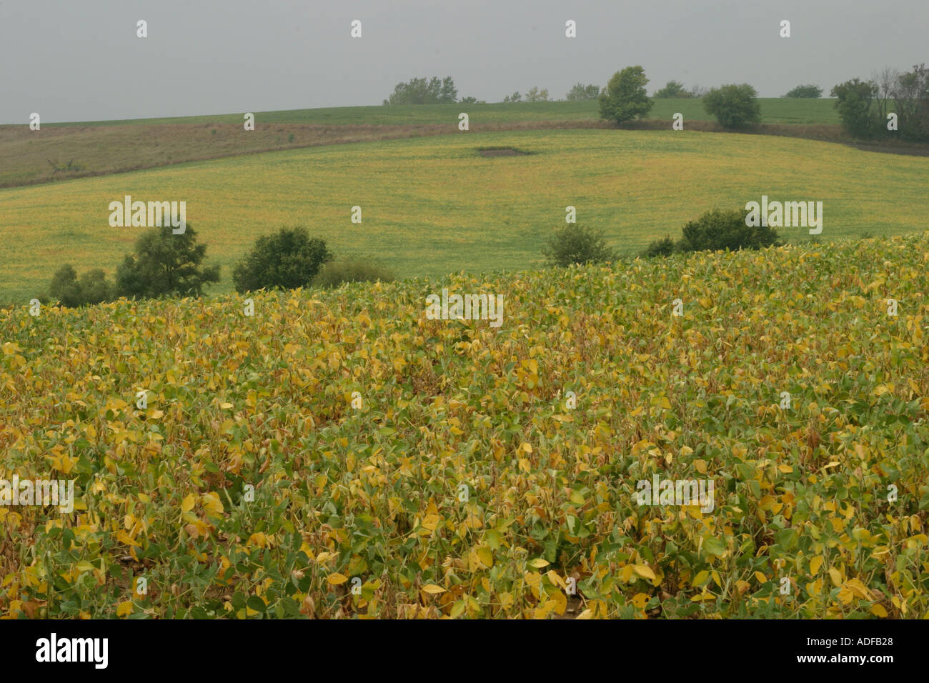Soybean farming chinese hi-res stock photography and images - Alamy