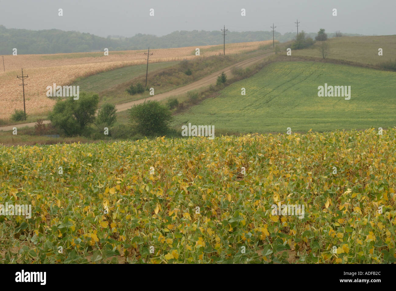 Soybean field china agriculture hi-res stock photography and images - Alamy