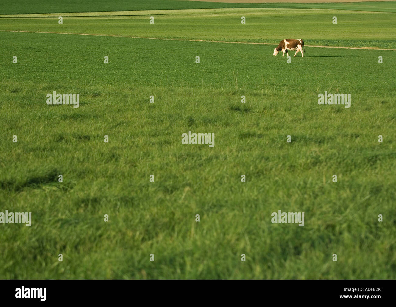 Natures green pastures hi-res stock photography and images - Alamy