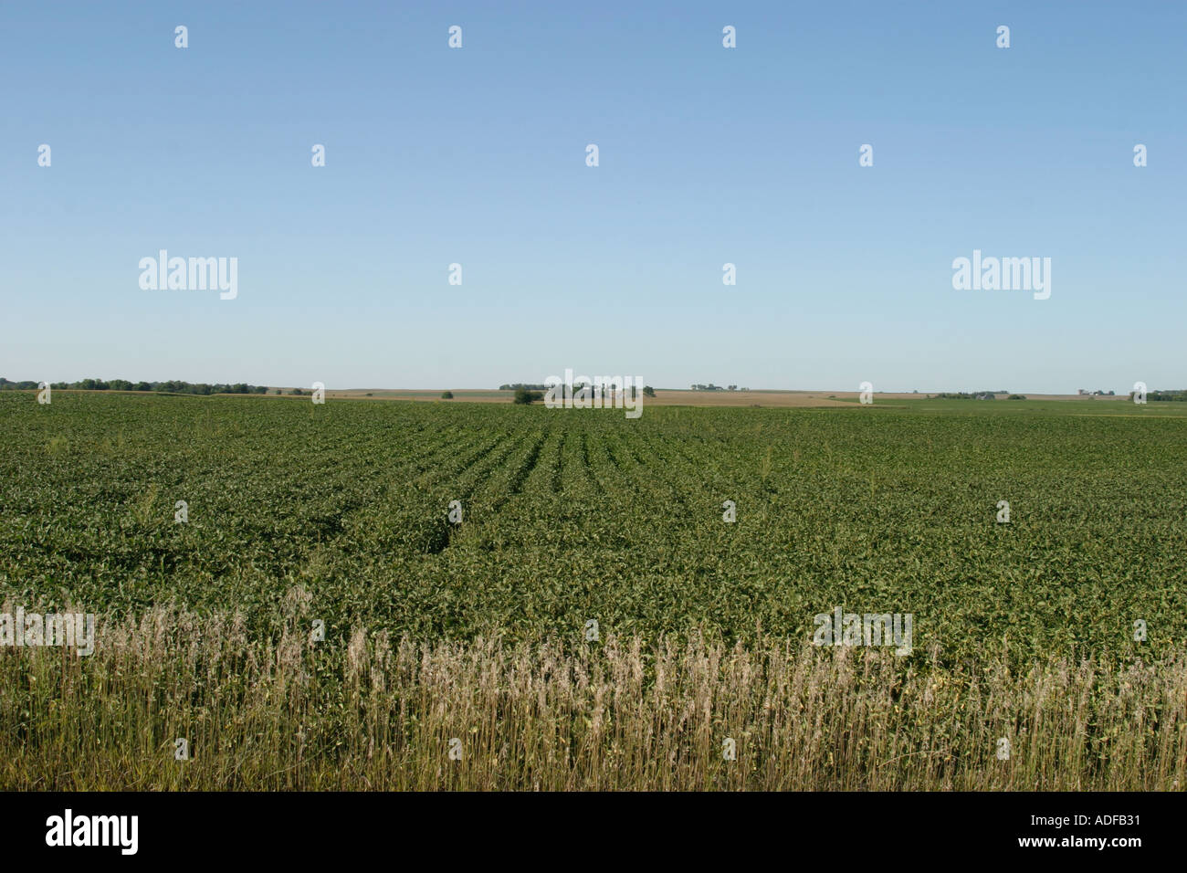 Soybean farming chinese hi-res stock photography and images - Alamy