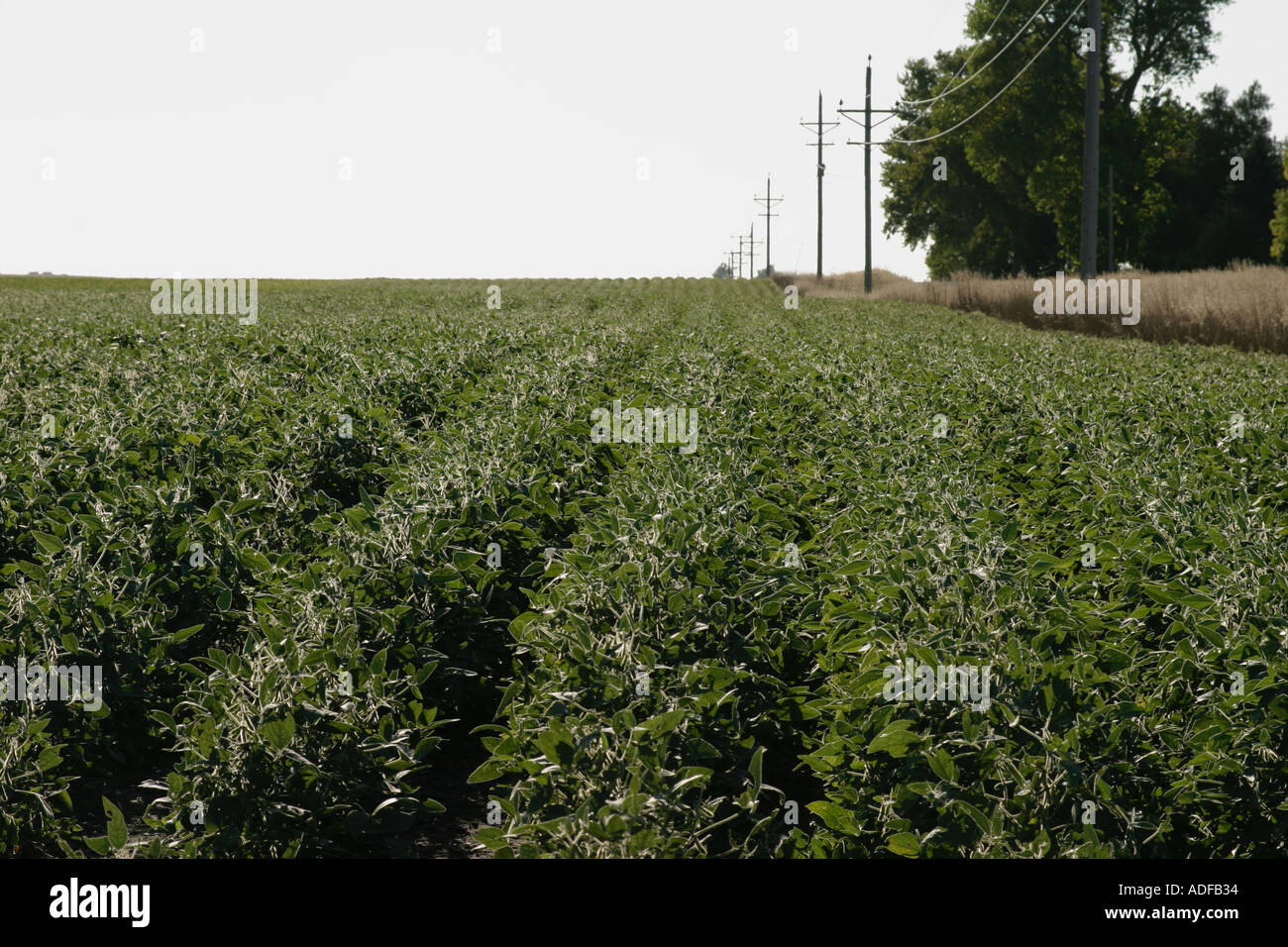 Us soya beans hi-res stock photography and images - Alamy
