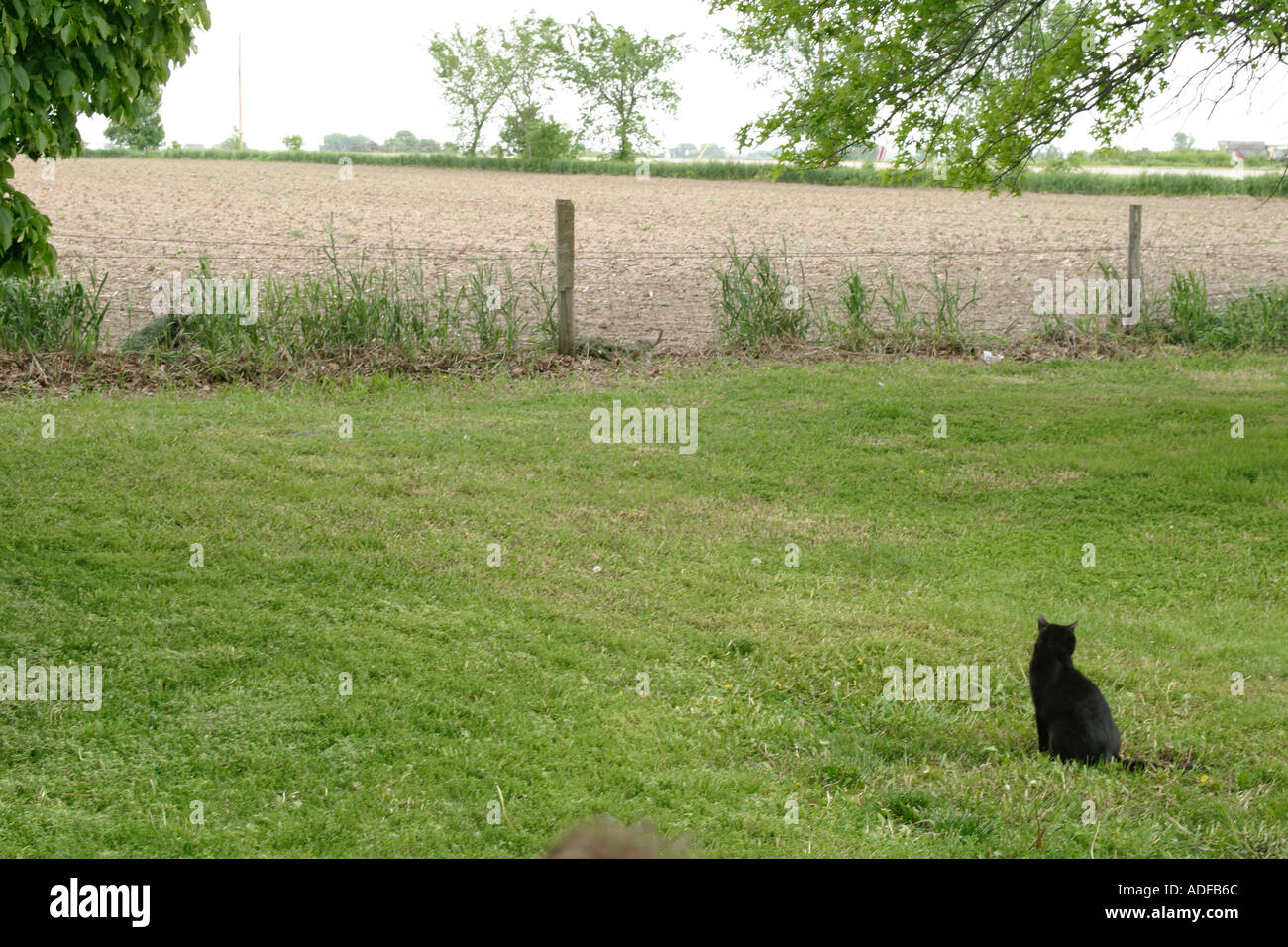 Cat in Farm Yard Stock Photo - Alamy