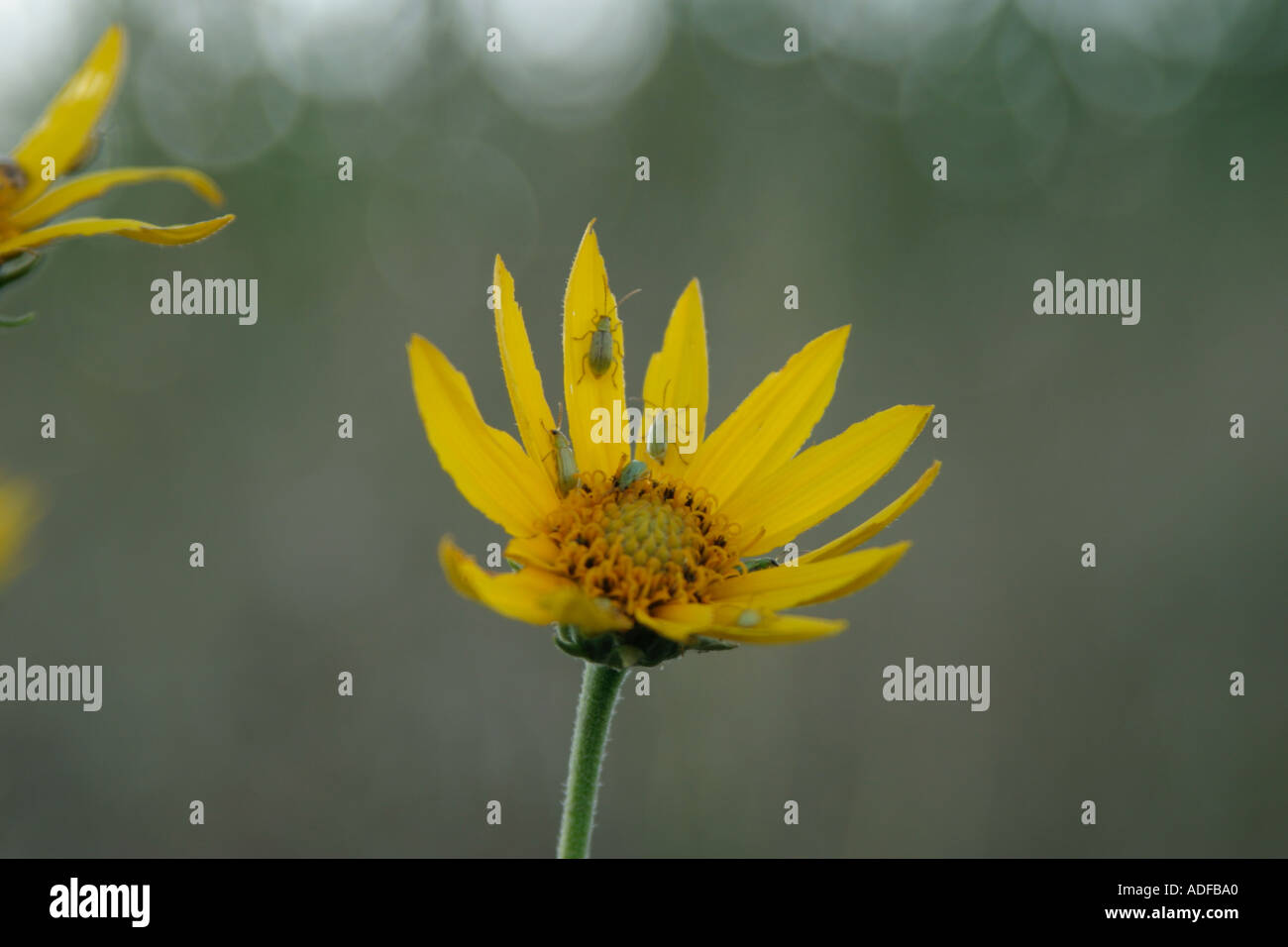 Flower with Insects Stock Photo - Alamy