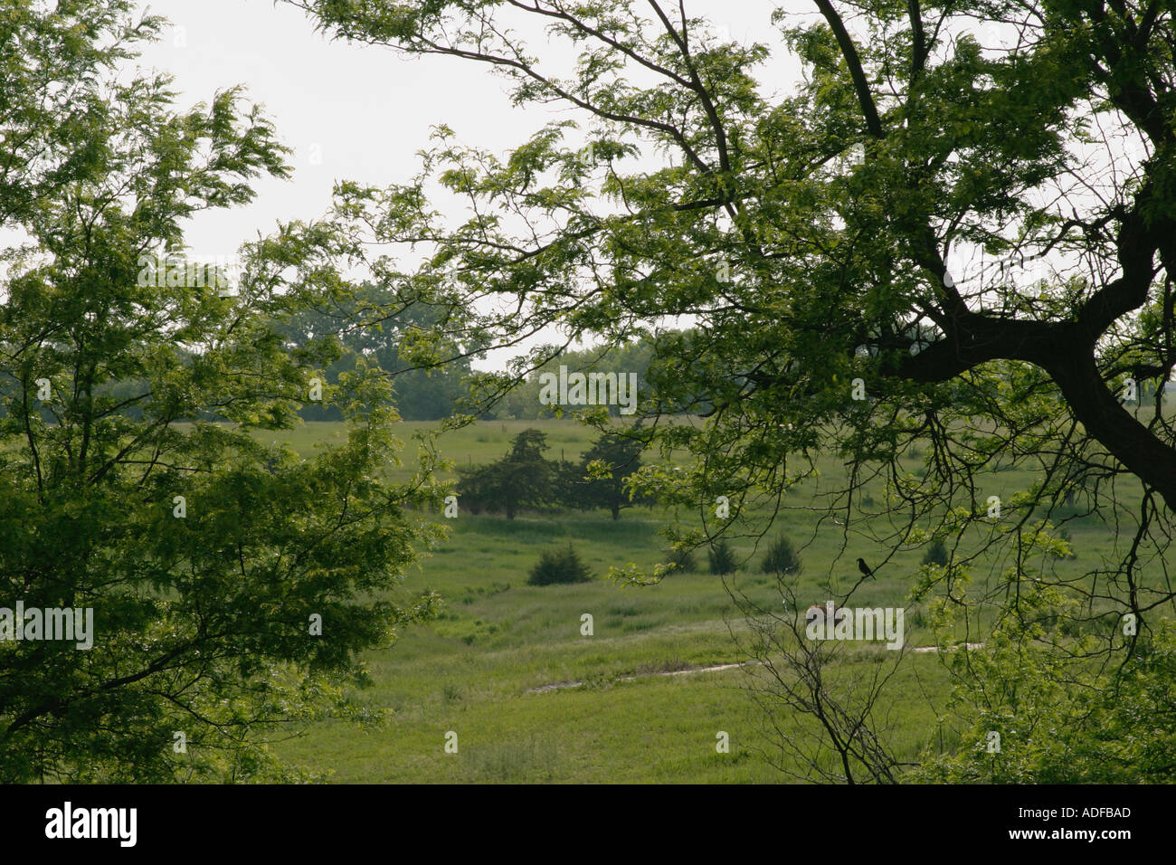 Pasture with Trees Stock Photo - Alamy