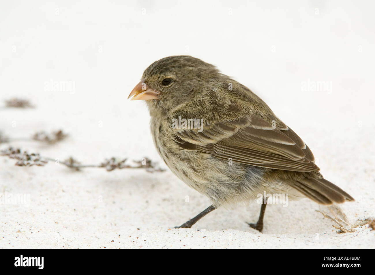 Small-billed Ground Finch (Geospiza fuliginosa) Gardner Bay (Bahia ...