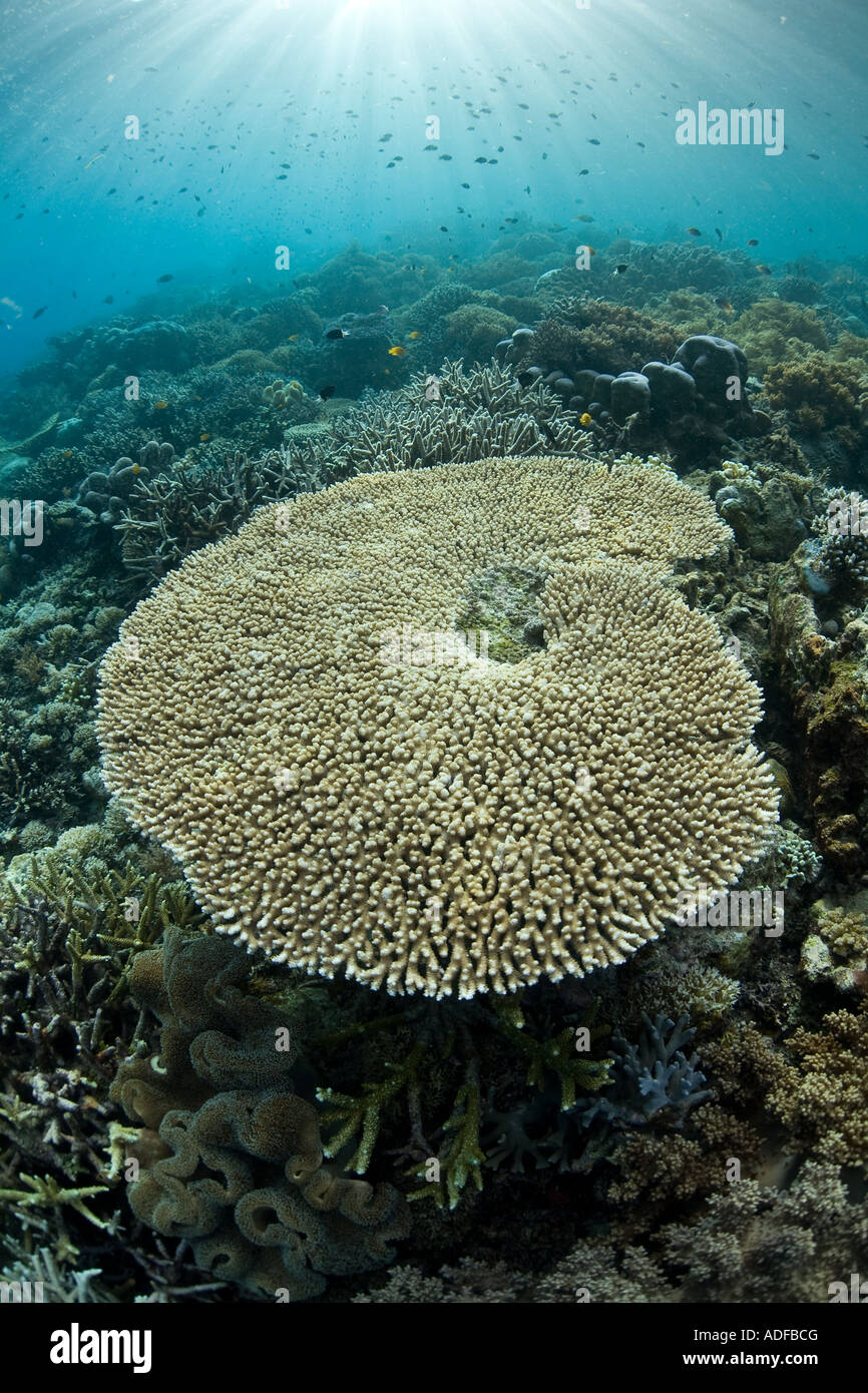 A large table coral, Acropora species, grows quickly to grasp as much ...