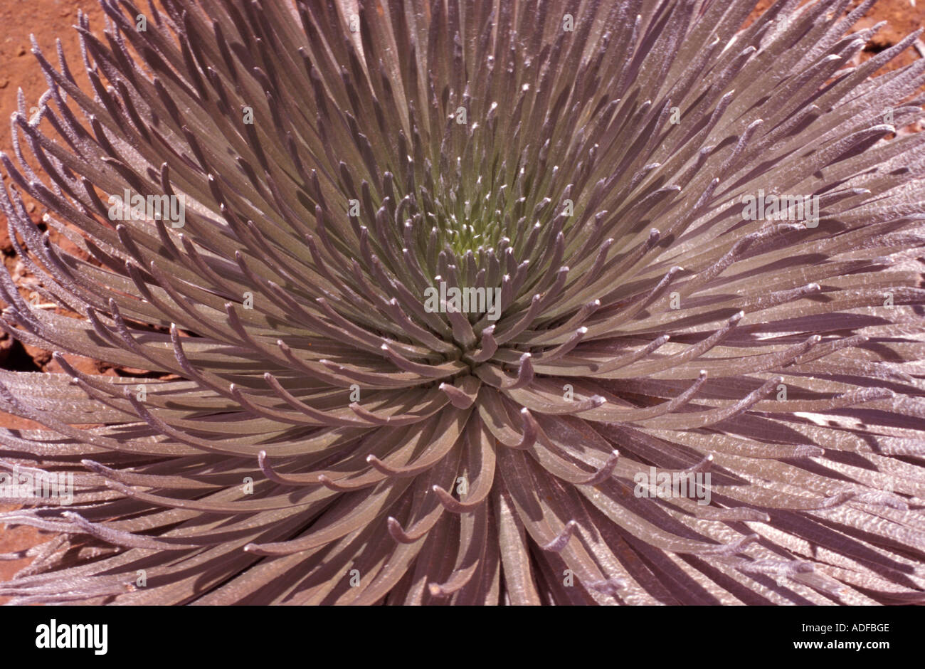 Silversword Haleakala national park Maui island Hawaii United States of ...
