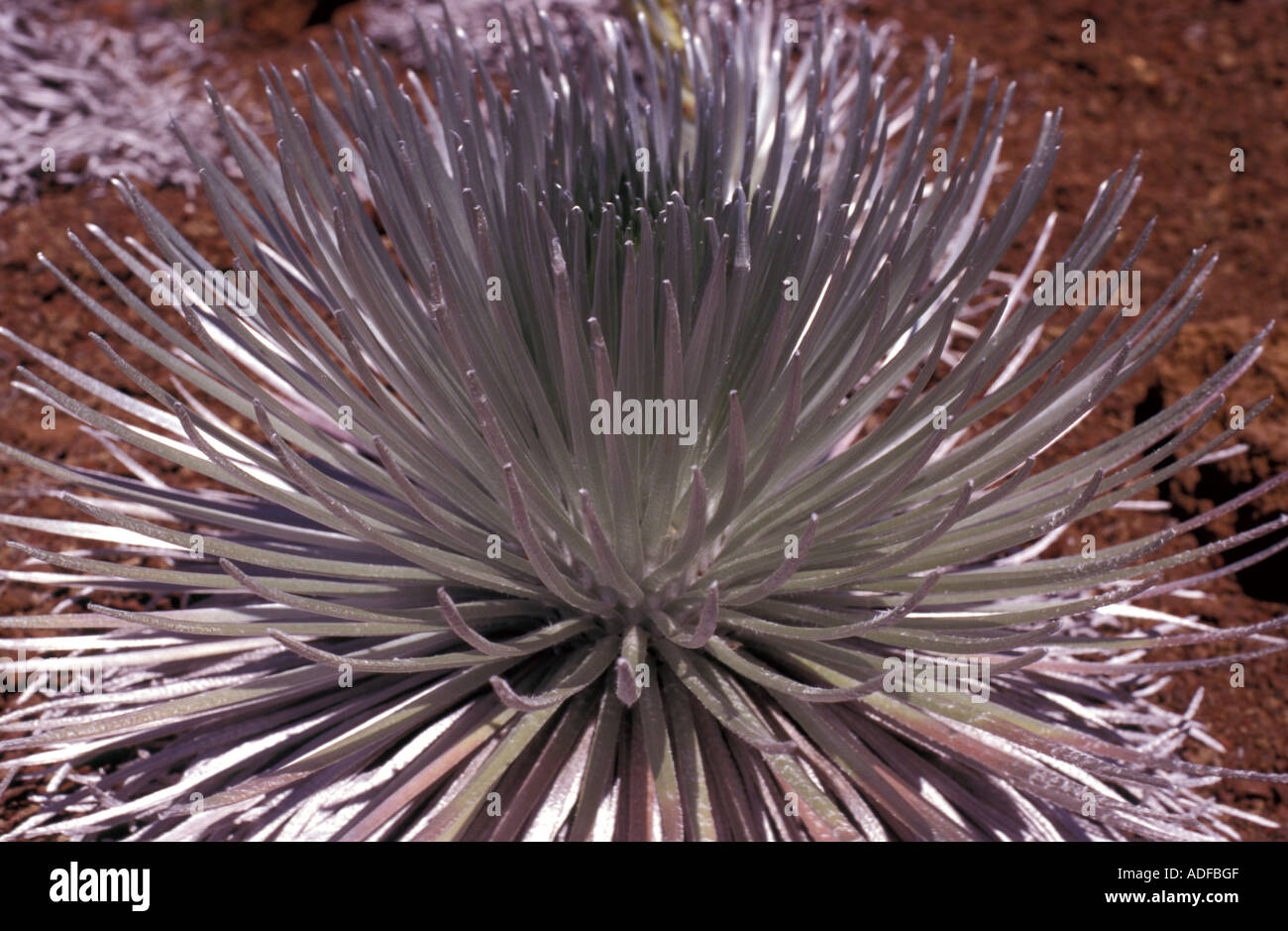 Silversword Haleakala national park Maui island Hawaii United States of ...