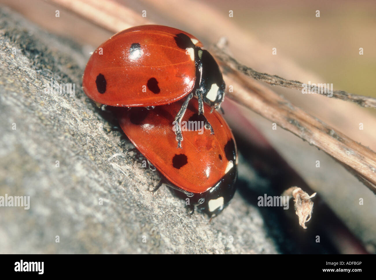 Seven-spot Ladybirds, Coccinella septempunctata. Pair mating Stock ...