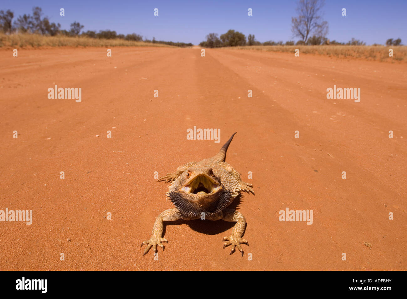 Lizard light hi-res stock photography and images - Alamy