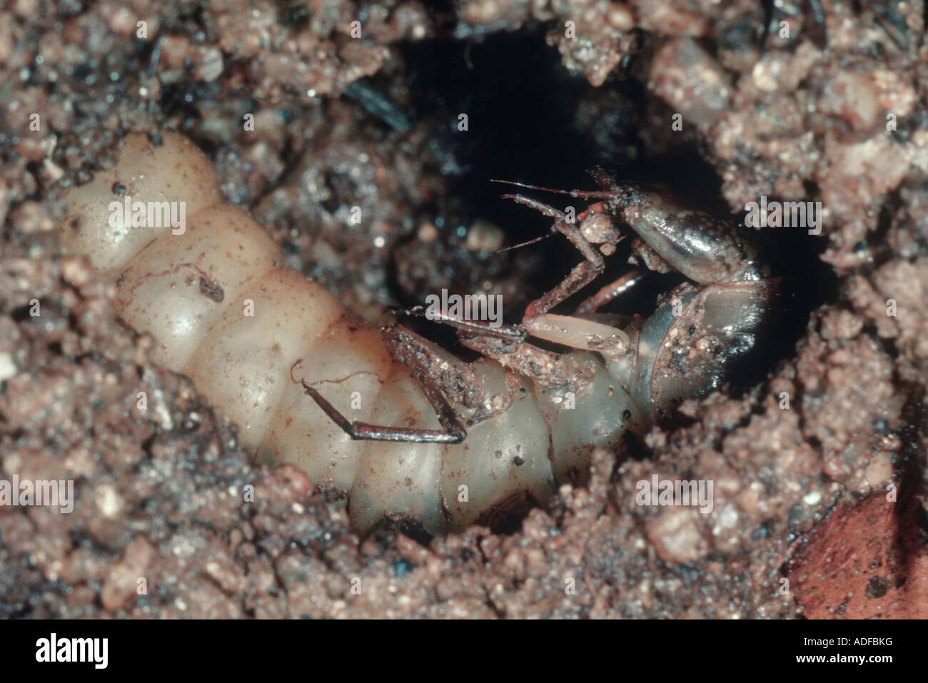 Diving Beetle, Dytiscus marginalis. Larva becoming a pupa in nest. Life ...