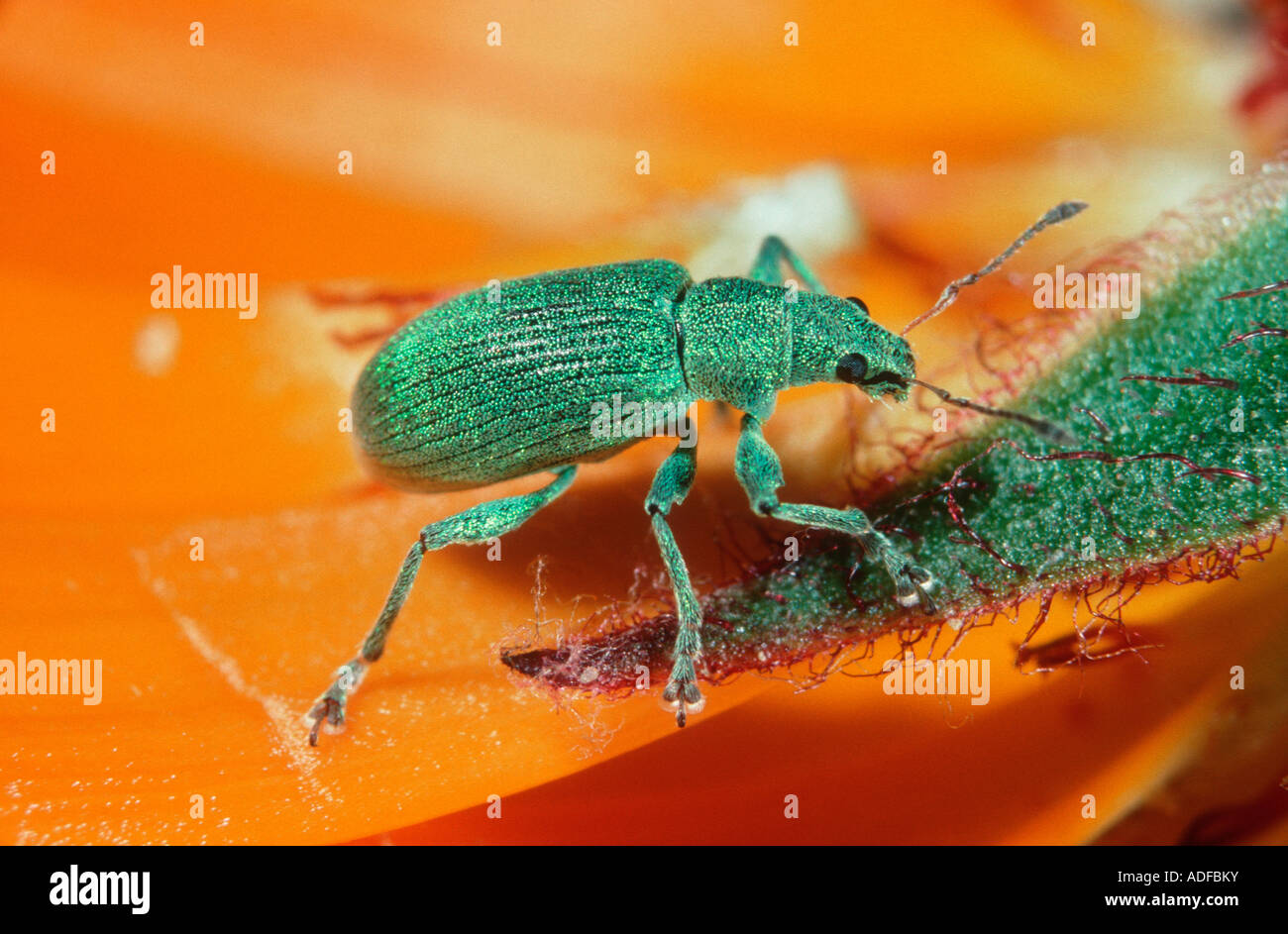 Phyllobius sp hi-res stock photography and images - Alamy