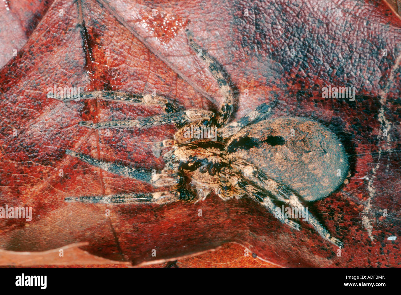 Spider, Zoropsis spinimana. On leaf Stock Photo - Alamy