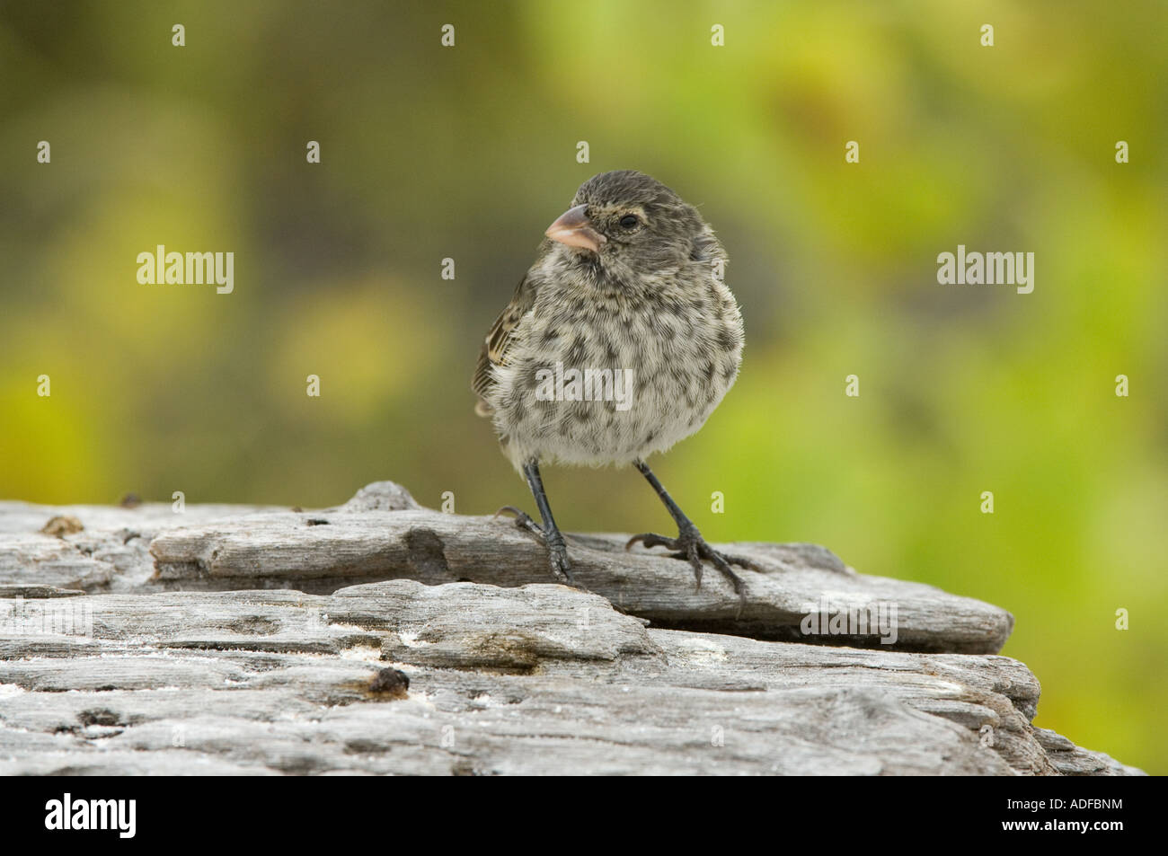 Small-billed Ground Finch (Geospiza fuliginosa) Immature Gardner Bay ...