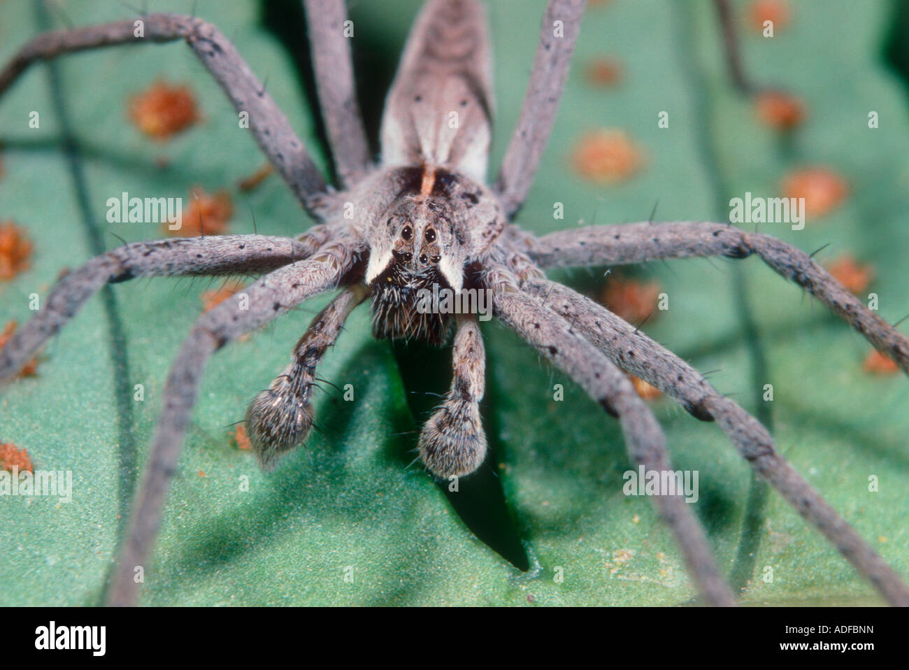 Spider, Pisaura mirabilis. Male on leaf Stock Photo - Alamy