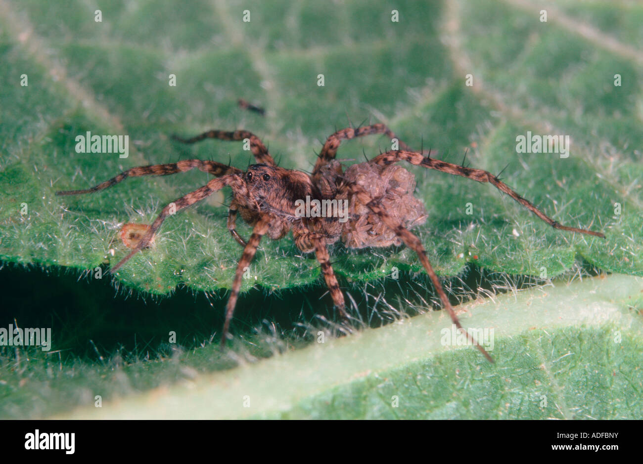 Wolf Spider, Pardosa sp. Female with nymphs on abdomen Stock Photo - Alamy