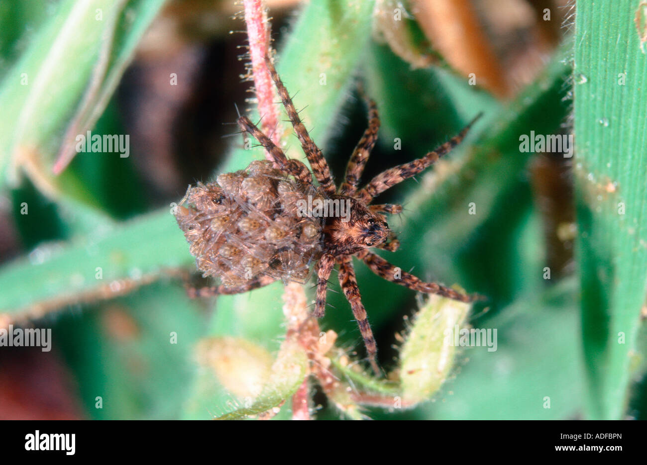 Wolf Spider, Pardosa sp. Female with nymphs on abdomen Stock Photo - Alamy